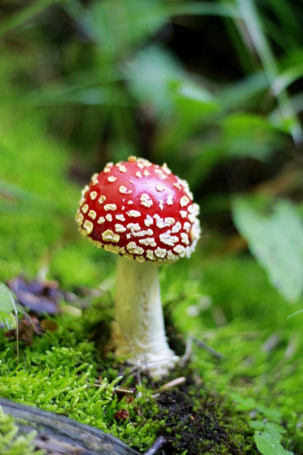 Red Poisoned Mushroom Growing in the Summer Forest Stock Photo - Image ...