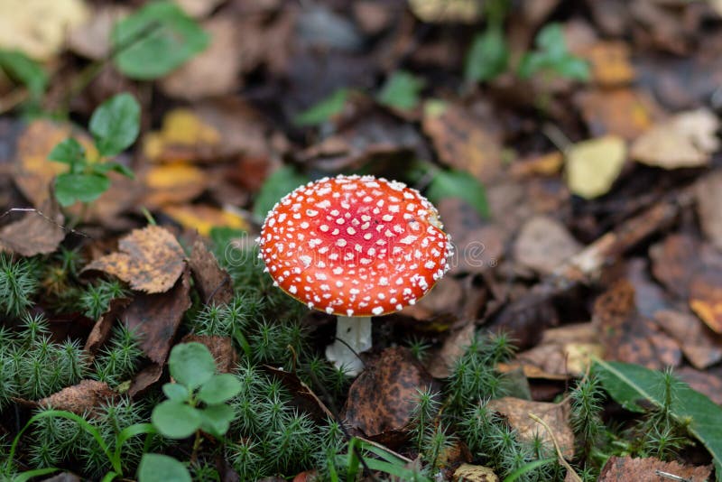 Red Poisonous Fly Agaric in the Forest. Fly Agaric Red Stock Image ...