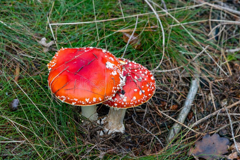 The Red Poisonous Mushroom Boletus in the Forest Stock Photo - Image of ...