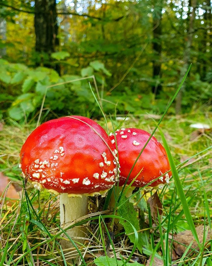 Red Poisonous Toadstools in the Green Forest Stock Photo - Image of ...