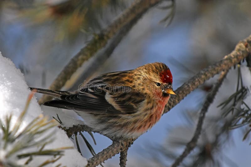 Red Pole Song Bird stock photo. Image of background - 109165848