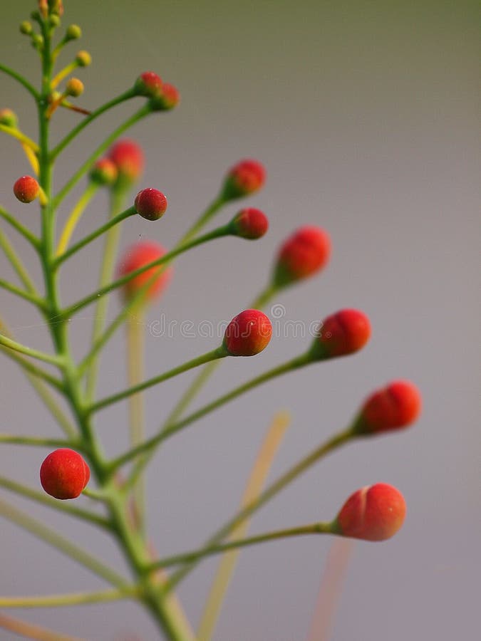 The red pollen stock photo. Image of green, nice, pollen - 76222064
