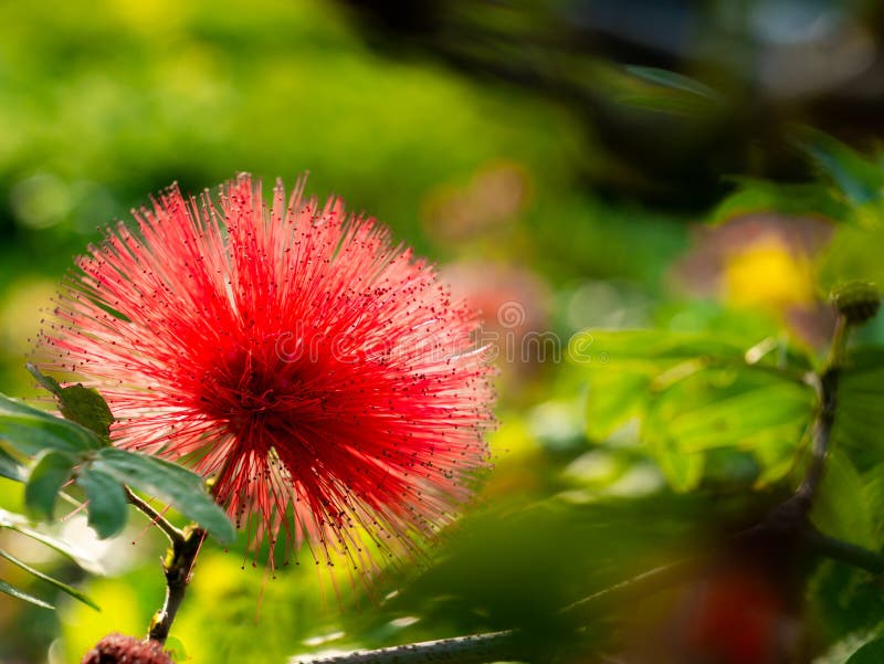 Red Pollen of Pink Red Powderpuff Blooming Stock Image - Image of head ...