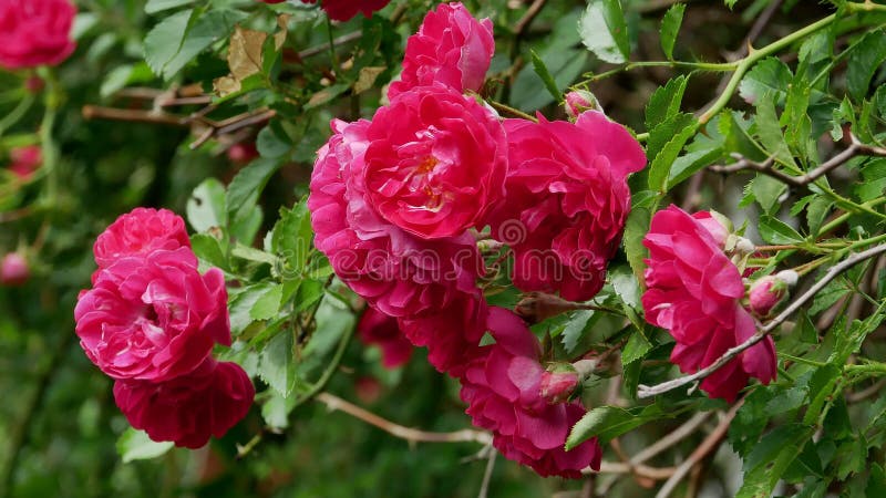 Pink and Red Polyantha Rose Wet from the Rain Stock Photo - Image of ...