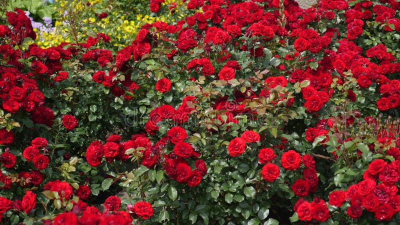 Red Polyantha Rose Rosa Multiflora and Gardener Hand in Green Glove ...