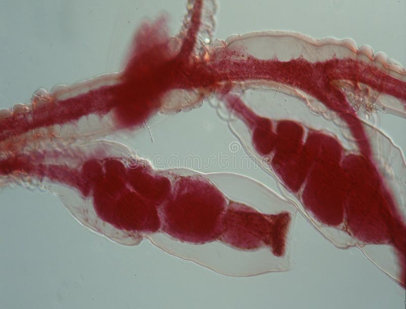 361 Polyp Medusa Stock Photos - Free & Royalty-Free Stock Photos from ...