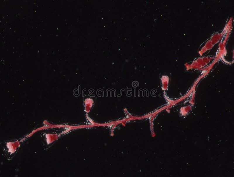 Jellyfish Polyp Medusa Stock Photos - Free & Royalty-Free Stock Photos ...