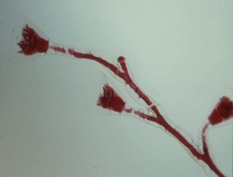 Red Polyp Stick Under the Microscope Stock Image - Image of cell, coral ...