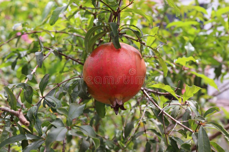 Red Pomegranate Fruit on the Tree in Garden Stock Image - Image of ...