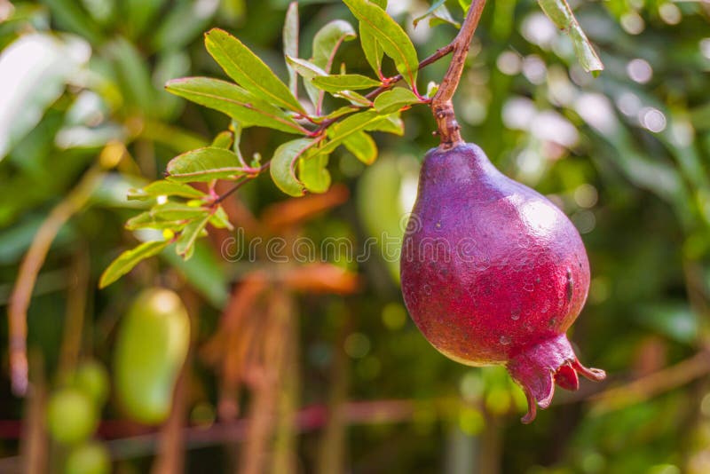 Pomegranate - Punica Granatum, Called Anar or Dalim or Bedana Fruit ...