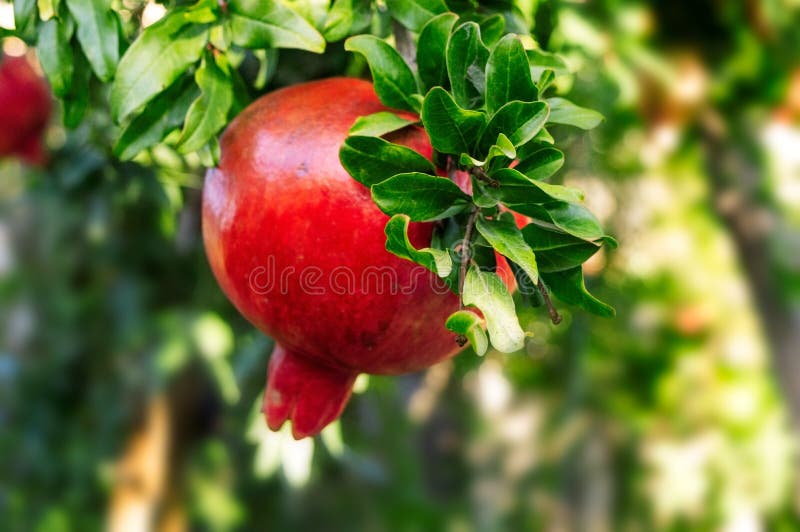 Red Pomegranate on a Tree in the Autumn Garden Stock Photo - Image of ...