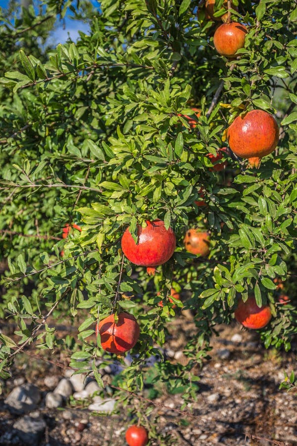 Red Pomegranate on tree stock photo. Image of delicious - 127573656