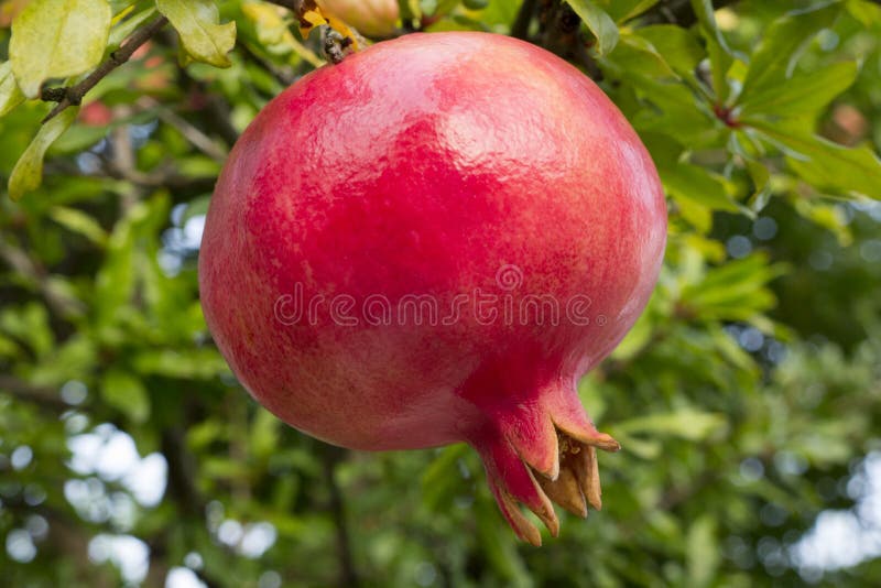 Red Pomegranate from the Tree Stock Image - Image of food, trees: 34138737