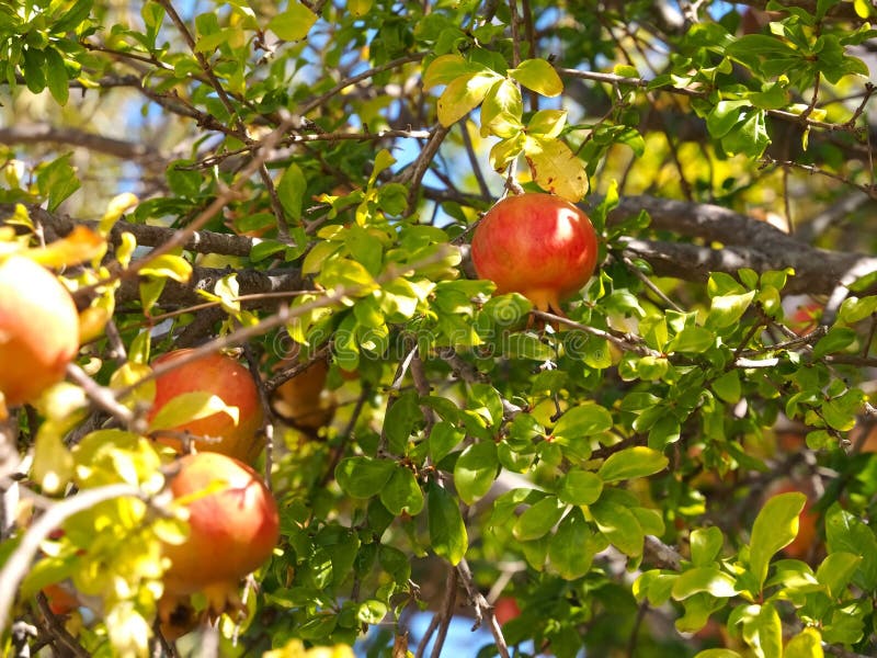 Red Pomegranates on a Pomegranate Tree Stock Image - Image of full ...