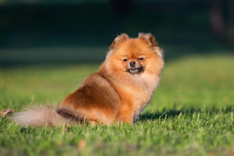 Red Pomeranian Spitz Dog Posing Outdoors in Summer Stock Image - Image ...