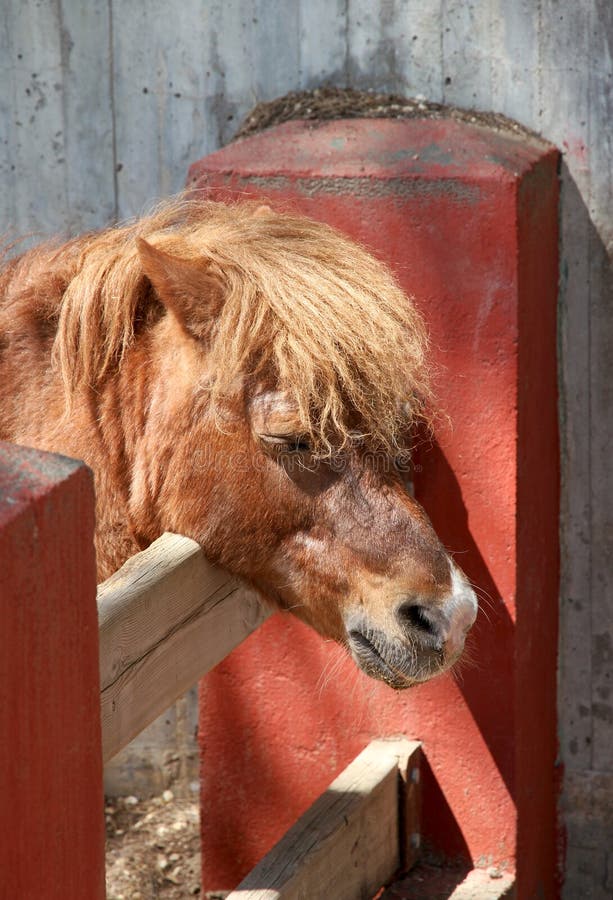 Red pony on a farm. stock image. Image of mammal, favourite - 92313705