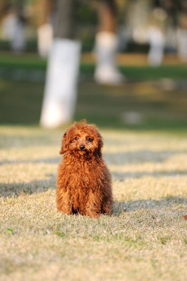 Red poodle dog stock photo. Image of tongue, puppy, stand - 30082610