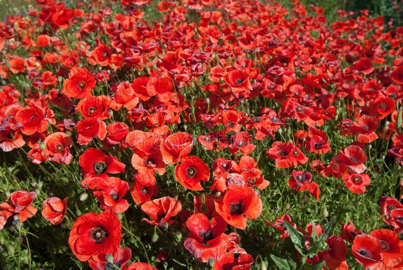 Red popies stock photo. Image of team, group, toghether - 13203890