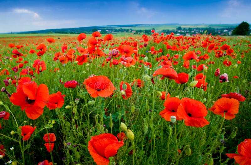 Red Popies on a Blue Cloudy Sky Stock Photo - Image of poppies, summer ...
