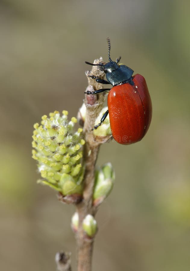 Red Poplar Leaf Beetle stock photo. Image of devon, salicaceae - 147424034