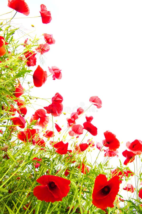 Red poppies stock image. Image of color, wildflower, flower - 11541379