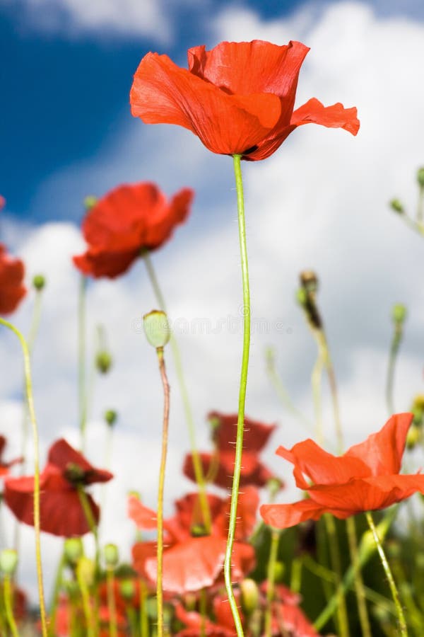 Red poppies stock photo. Image of scenics, foliage, nature - 13132504