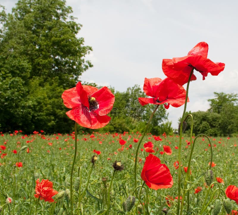 Red poppies stock photo. Image of colored, field, head - 14444744