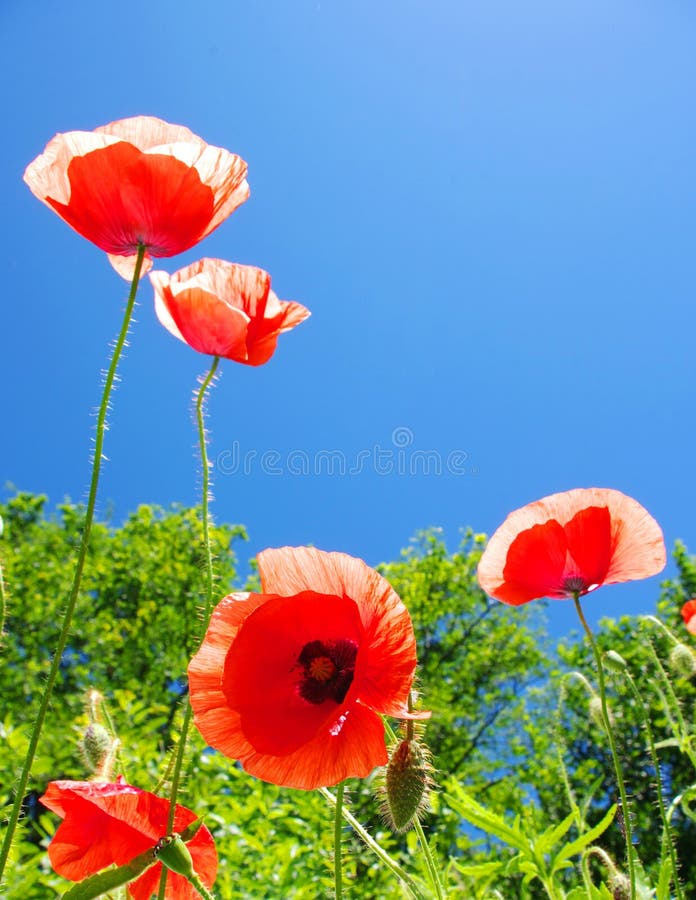 Red poppies stock image. Image of outdoor, landscape - 18130373