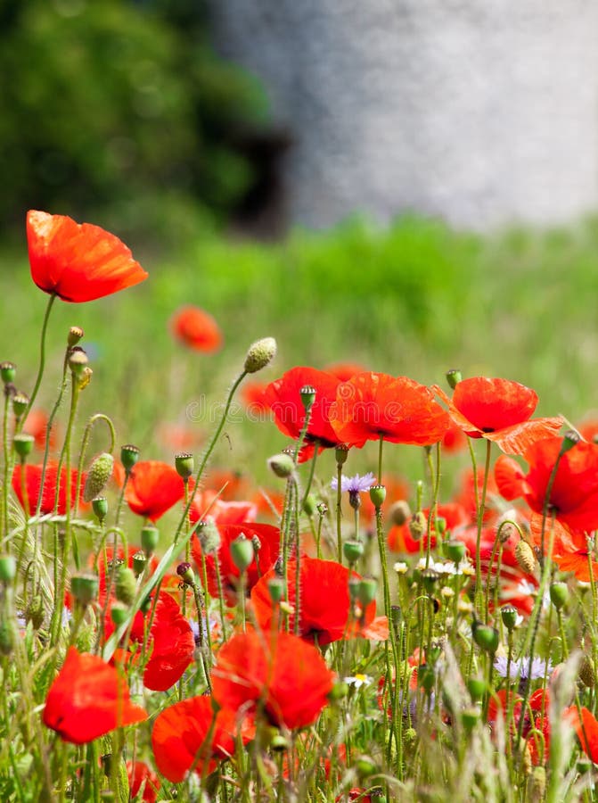 1+ Red poppies over wheat background Free Stock Photos - StockFreeImages