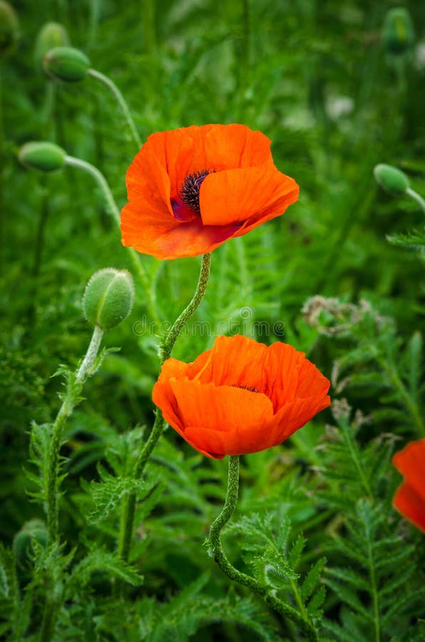 Red poppies stock photo. Image of multicolored, scene - 38282908
