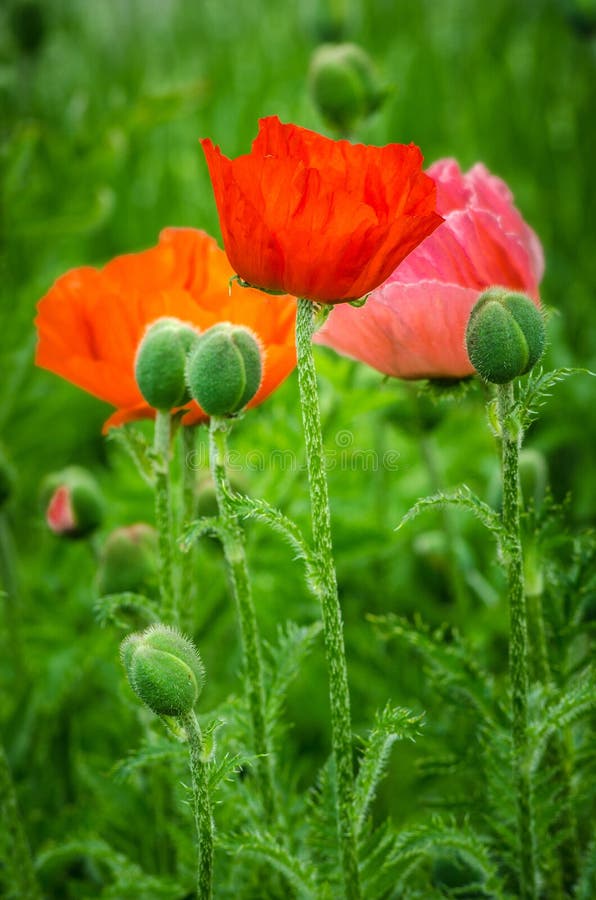 Red poppies stock photo. Image of spring, idyllic, poppy - 38282930