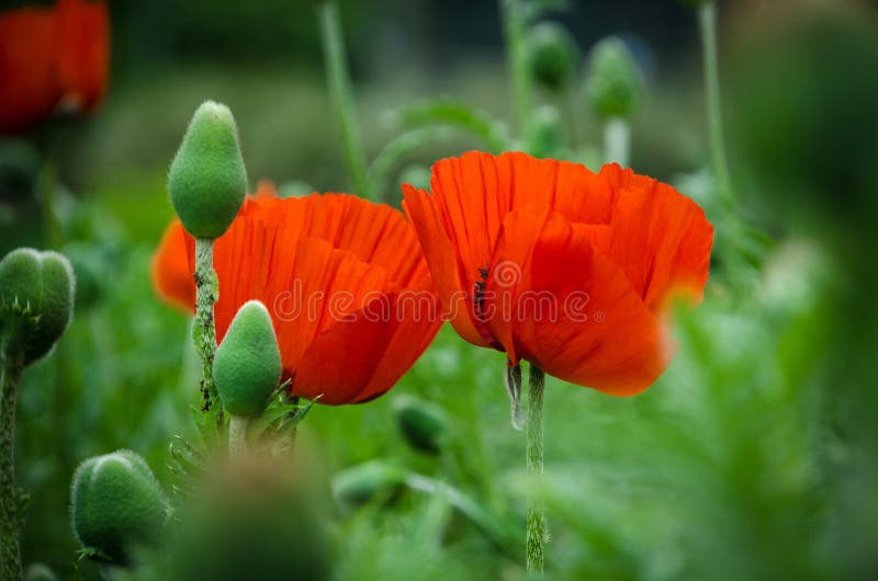 Red poppies stock photo. Image of beautiful, leaf, scenic - 38282942