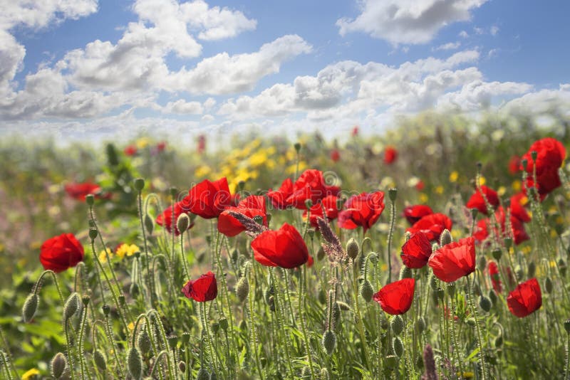 Red Poppies stock photo. Image of colourful, meadow, flower - 5441244