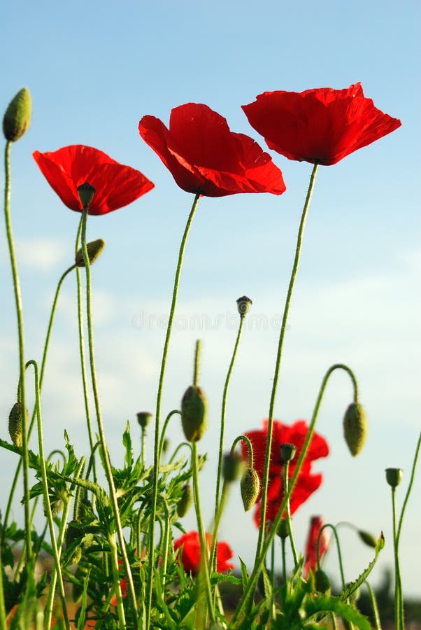 Red poppies stock photo. Image of daylight, field, stems - 6117282