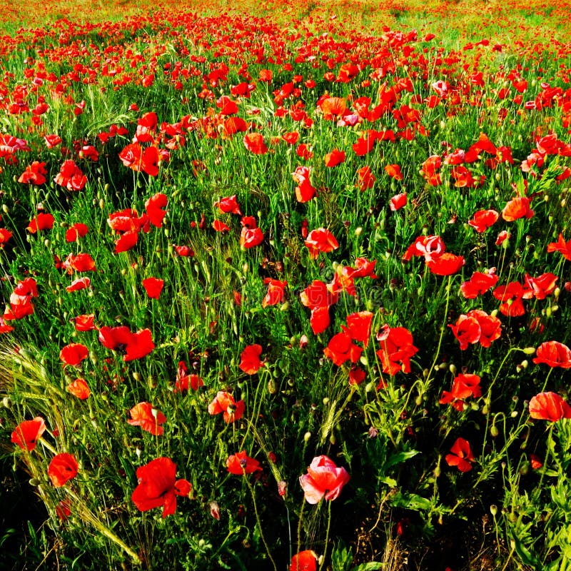 Red poppies stock photo. Image of garden, frame, farm - 7230980