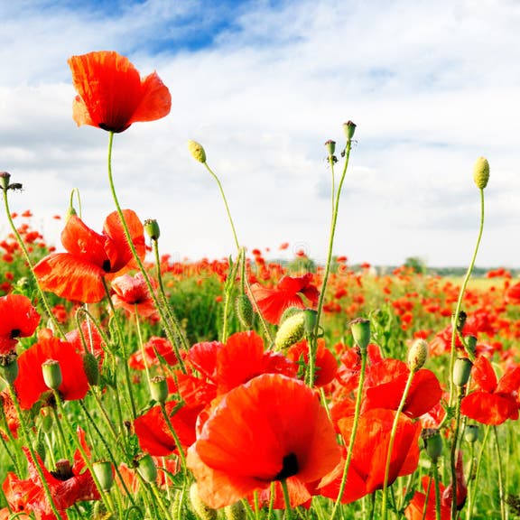Red poppies stock photo. Image of garden, blue, herb, herbage - 7776162