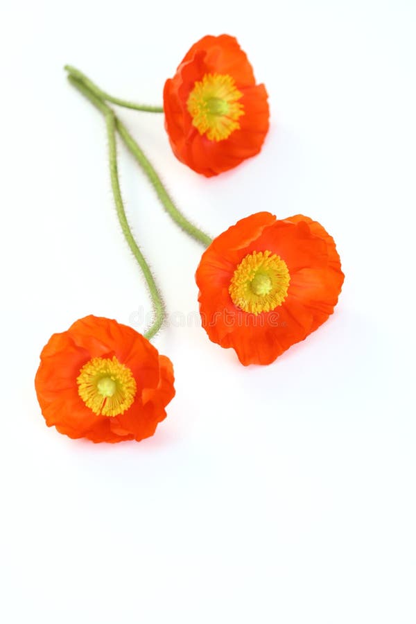Poppy pods stock photo. Image of green, growing, nature - 158322
