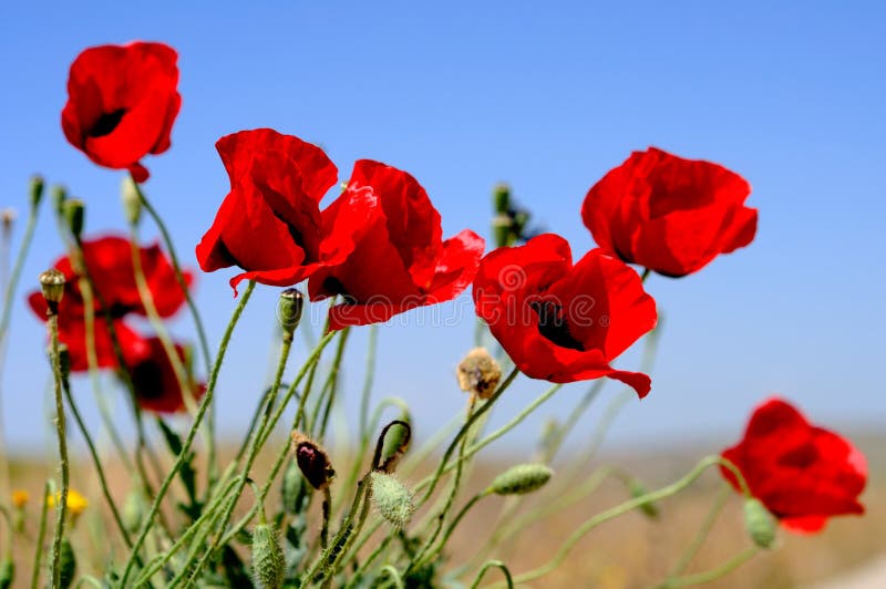 Red poppies stock image. Image of wild, poppy, strong - 9117099