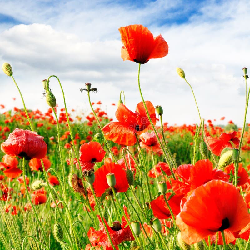 Red poppies stock image. Image of grassy, flower, beautiful - 2839951