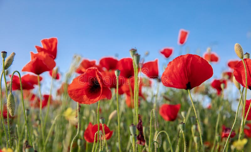 Red Poppies Against the Blue Sky in Spring Time Stock Image - Image of ...