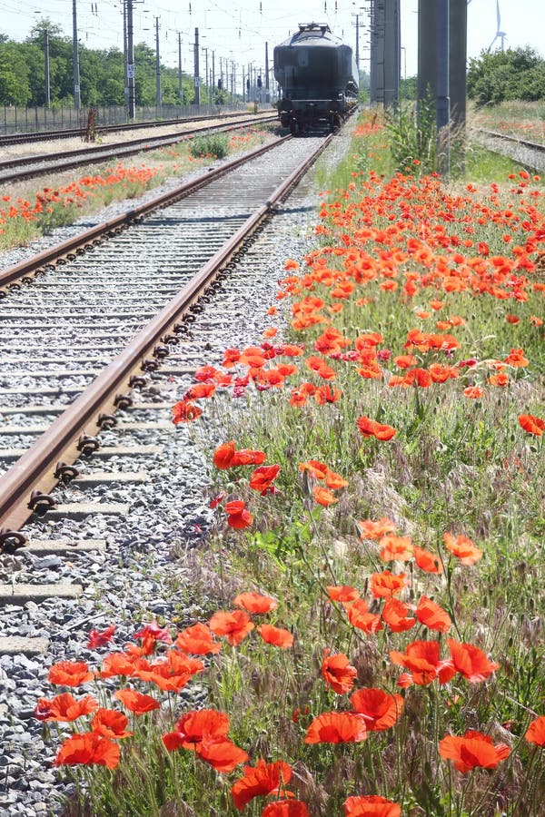 Red Poppies Along Railroad Tracks Stock Image - Image of blooming ...