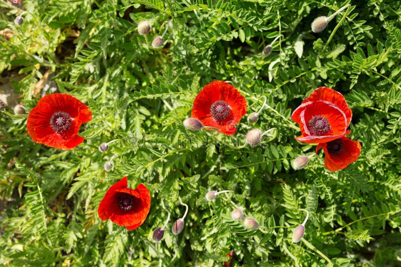Red poppies green grass stock photo. Image of foliage - 148977240
