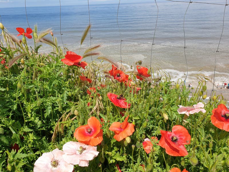 Red Poppies on a Beach stock photo. Image of beach, summer - 249133610
