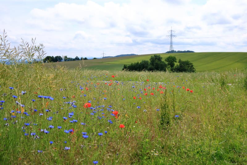Red Poppies Blooming at a Field in Saxony, Germany Stock Photo - Image ...
