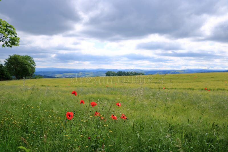 Red Poppies Blooming at a Field in Saxony, Germany Stock Photo - Image ...