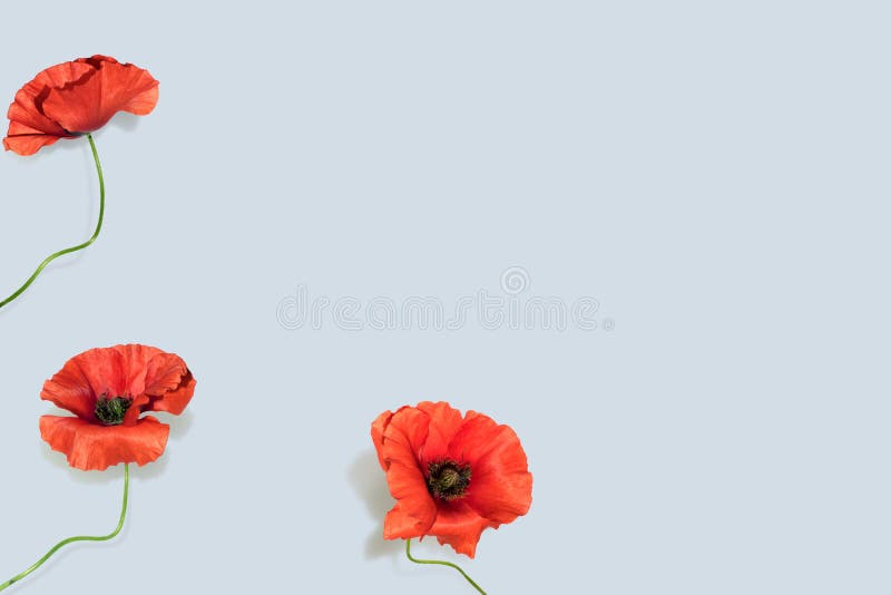Red Poppies on Blue Background Stock Image - Image of selective, poppy ...