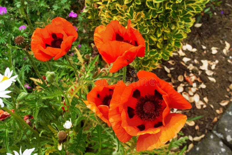 Red Poppies in Botanical Garden in Cologne Stock Image - Image of ...