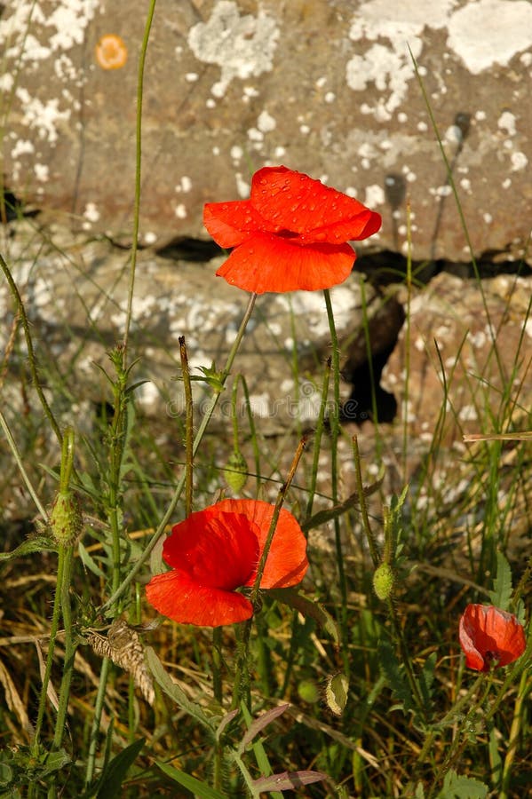 Red poppies stock image. Image of beautiful, herb, poppy - 52553817