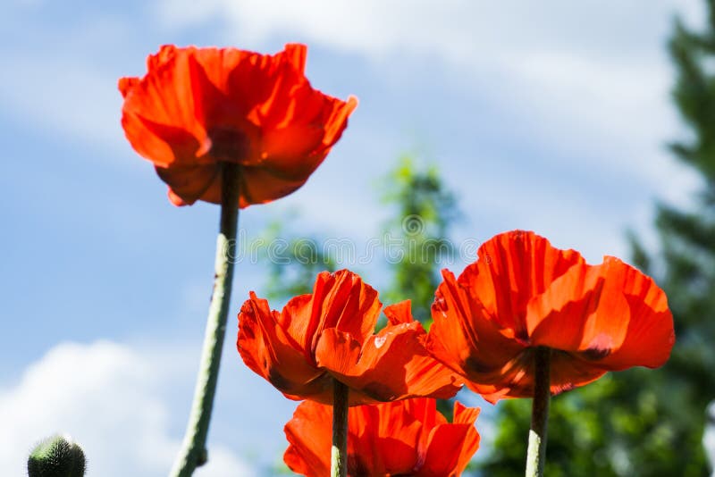 Red poppies, close up shot stock photo. Image of plant - 73523380
