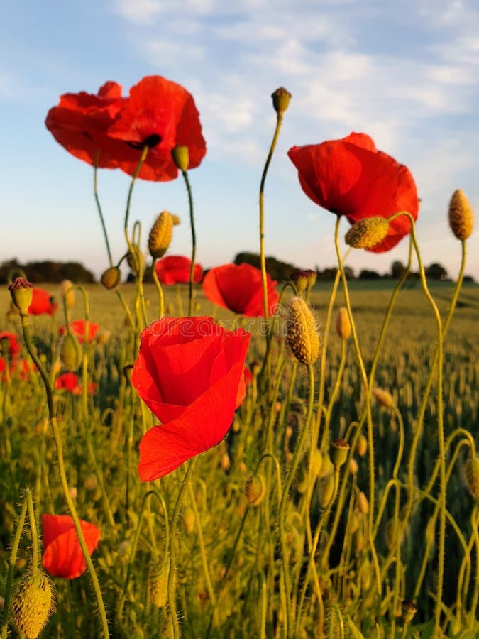 Red Poppies, Denmark - Close-up Stock Image - Image of field, summer ...